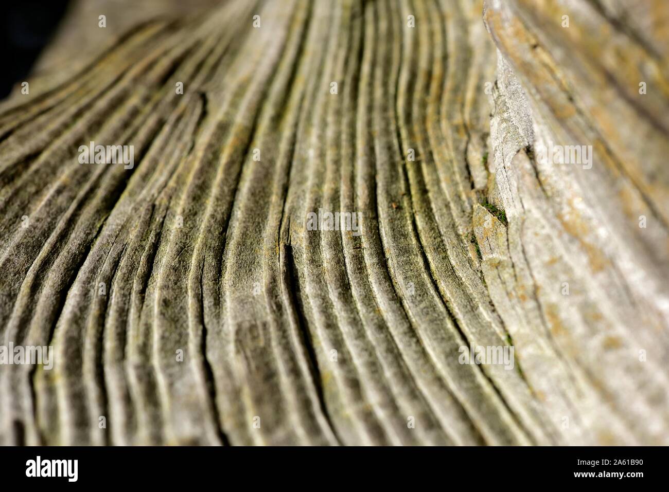 Dead tree trunk, close up,patterns,lines and textures Stock Photo - Alamy