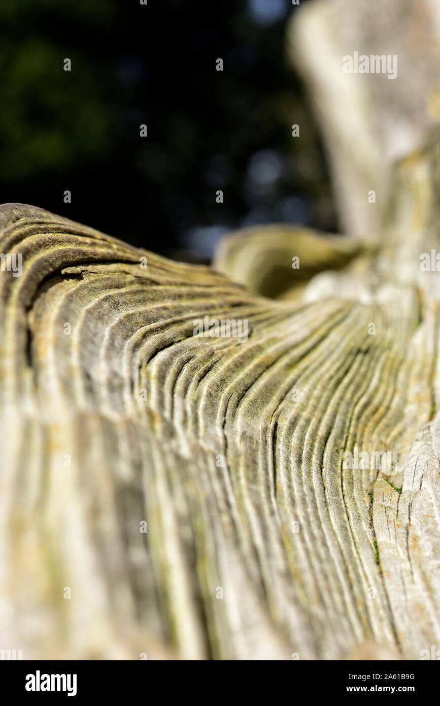 Dead tree trunk, close up,patterns,lines and textures Stock Photo - Alamy