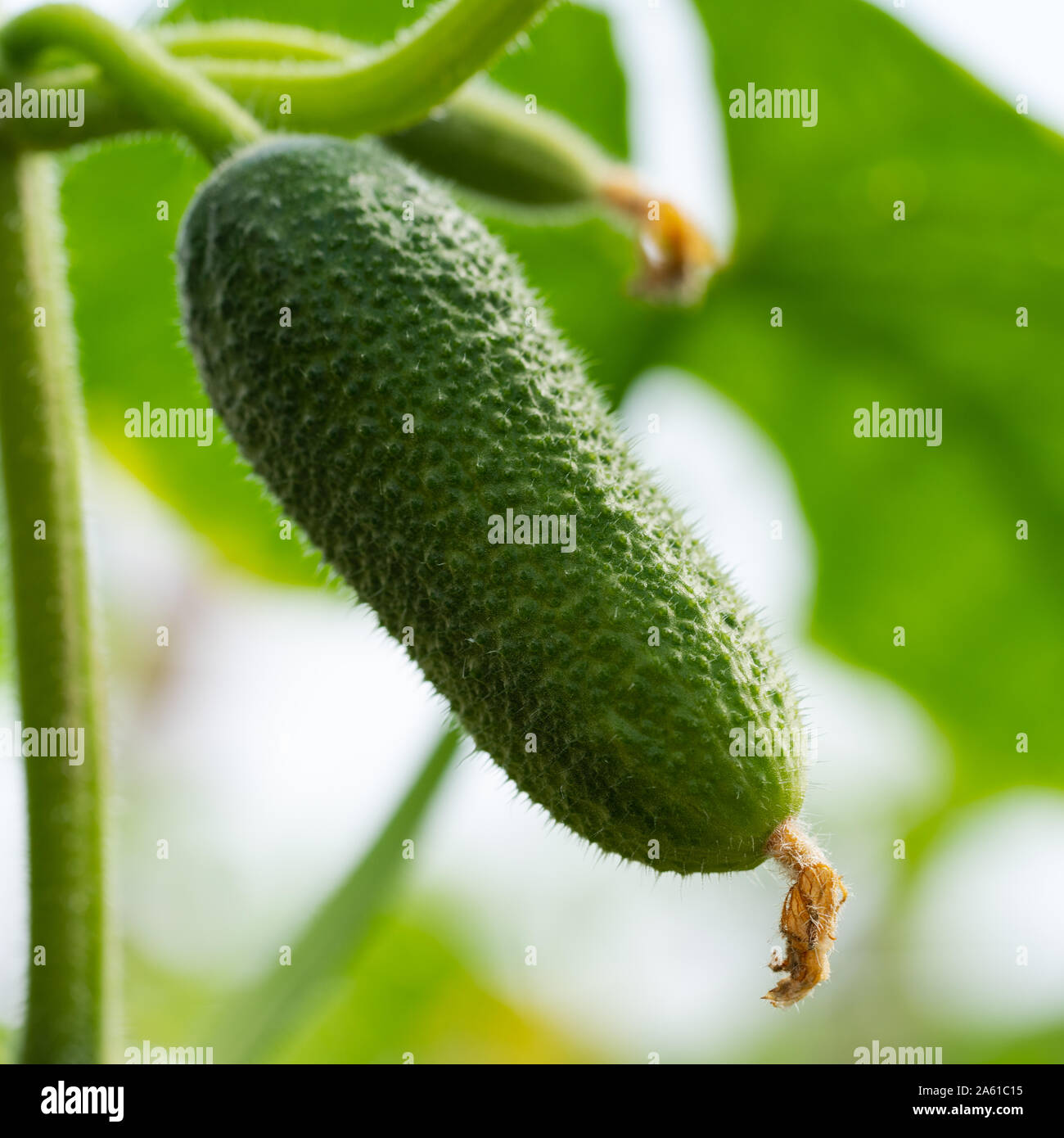 Cucumber Gherkin Cornichon High Resolution Stock Photography and Images ...
