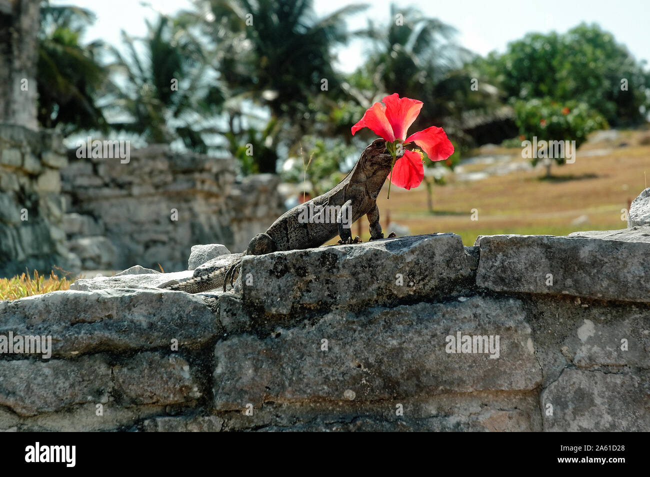 Tulum, Quintana Roo, Mexico - May 5, 2007: Iguana eating a chinese ...