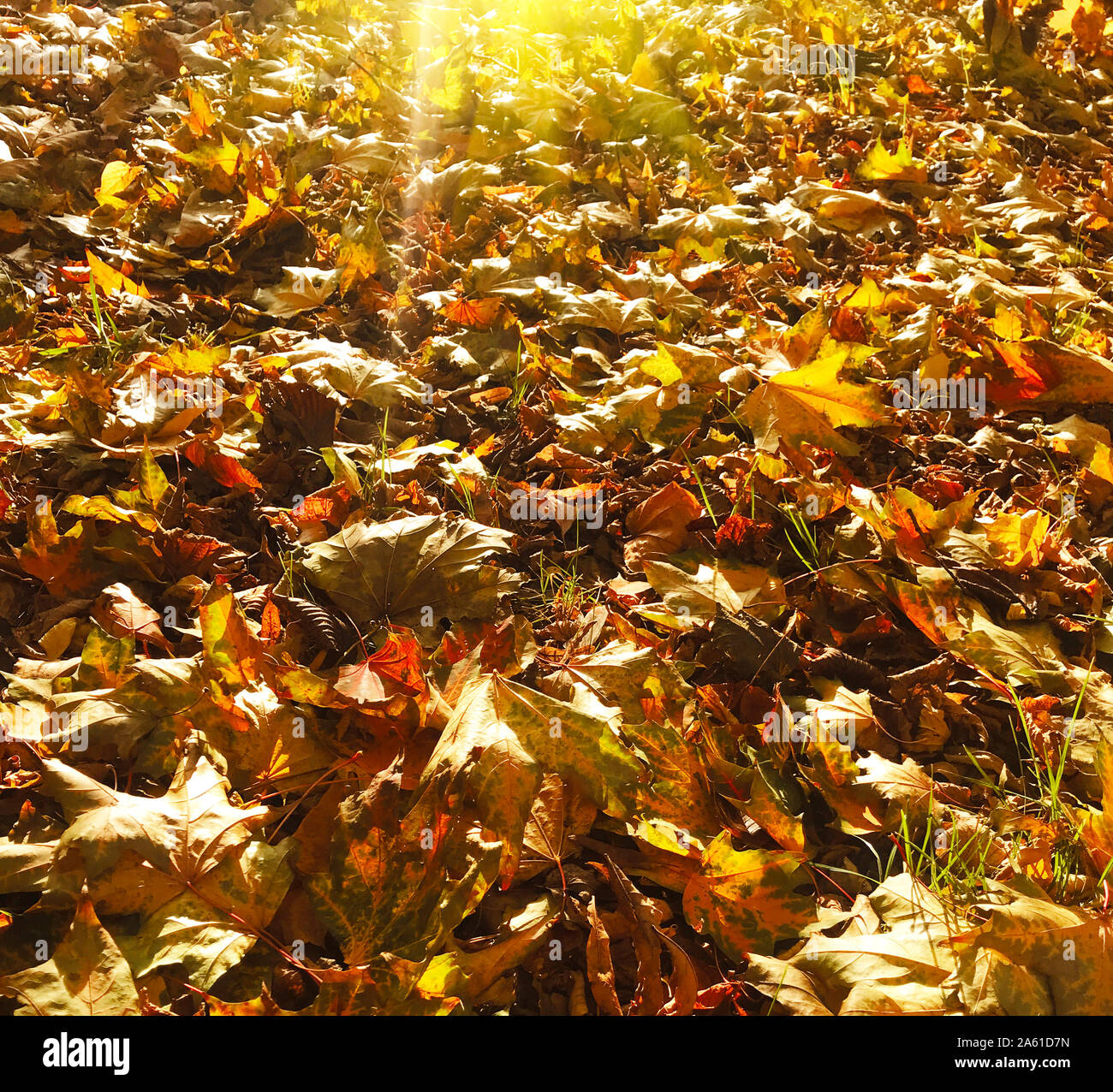 Carpet of leaves with sun ray hi-res stock photography and images - Alamy
