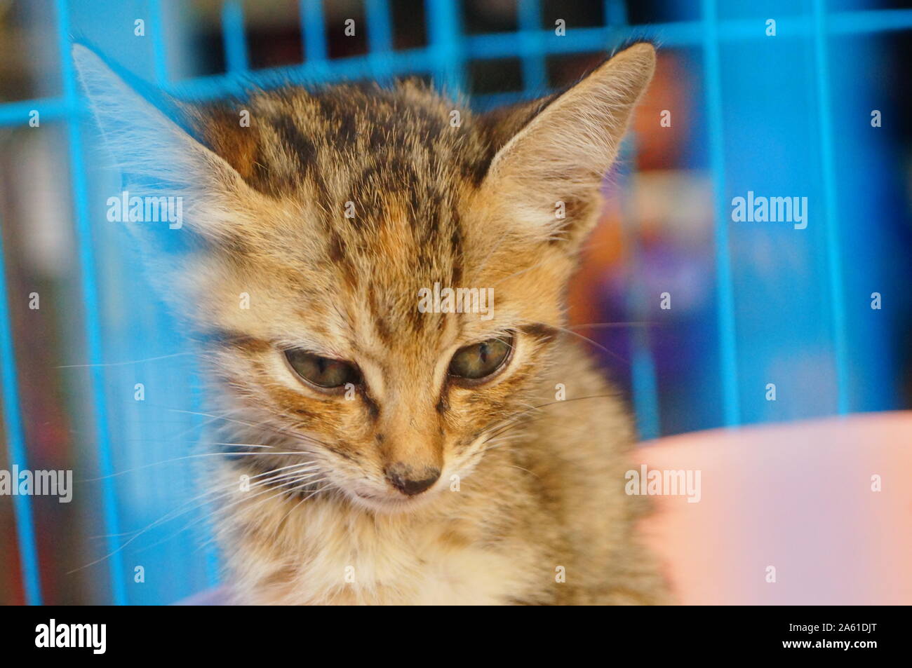 Cat facial expression is rich, lovely interest is lovely Stock Photo ...