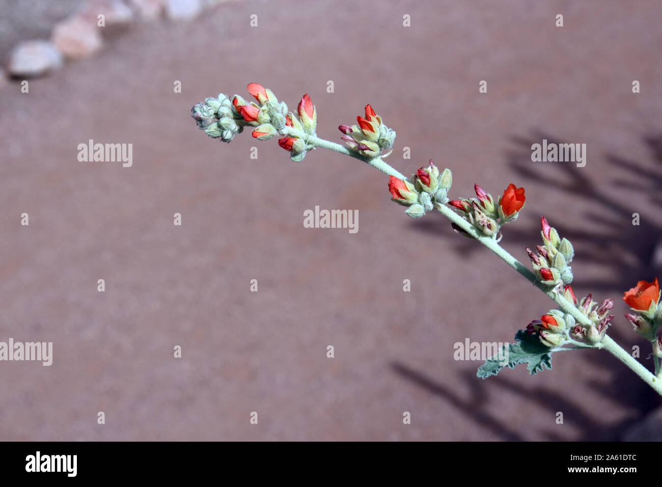 Close up of a single, flowering stalk of Geranium with reddish-orange ...