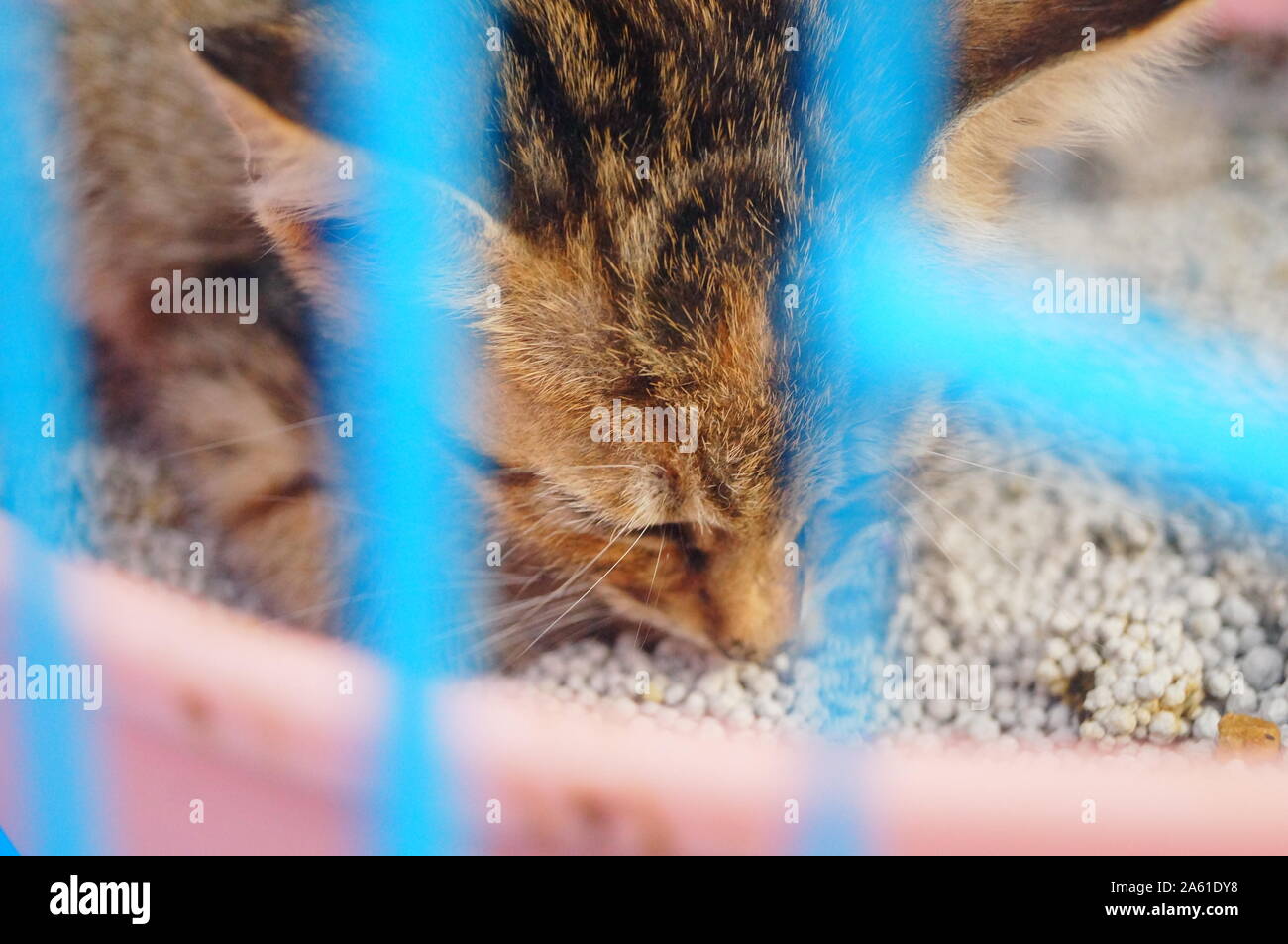 Cat facial expression hi-res stock photography and images - Alamy