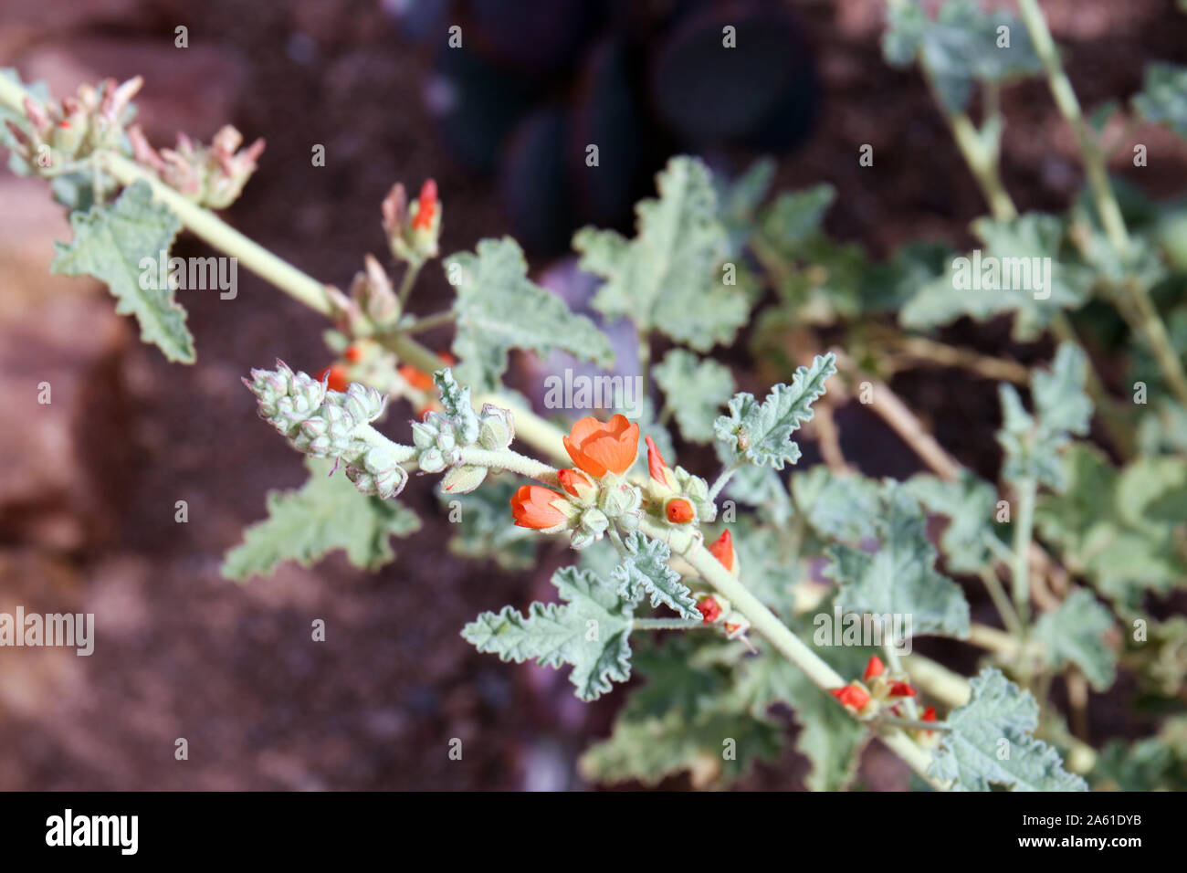 Flowering stalk hi-res stock photography and images - Alamy