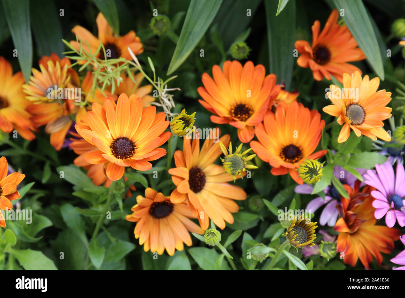 A cluster of Margarita Orange Cape Daisies in varying stages of bloom ...