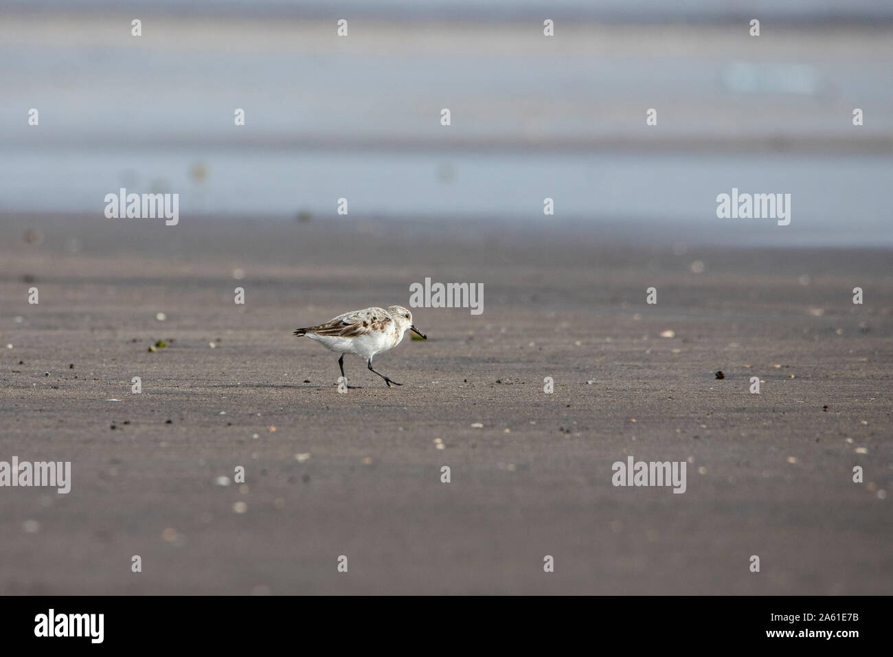 Migratory shorebirds india hi-res stock photography and images - Alamy