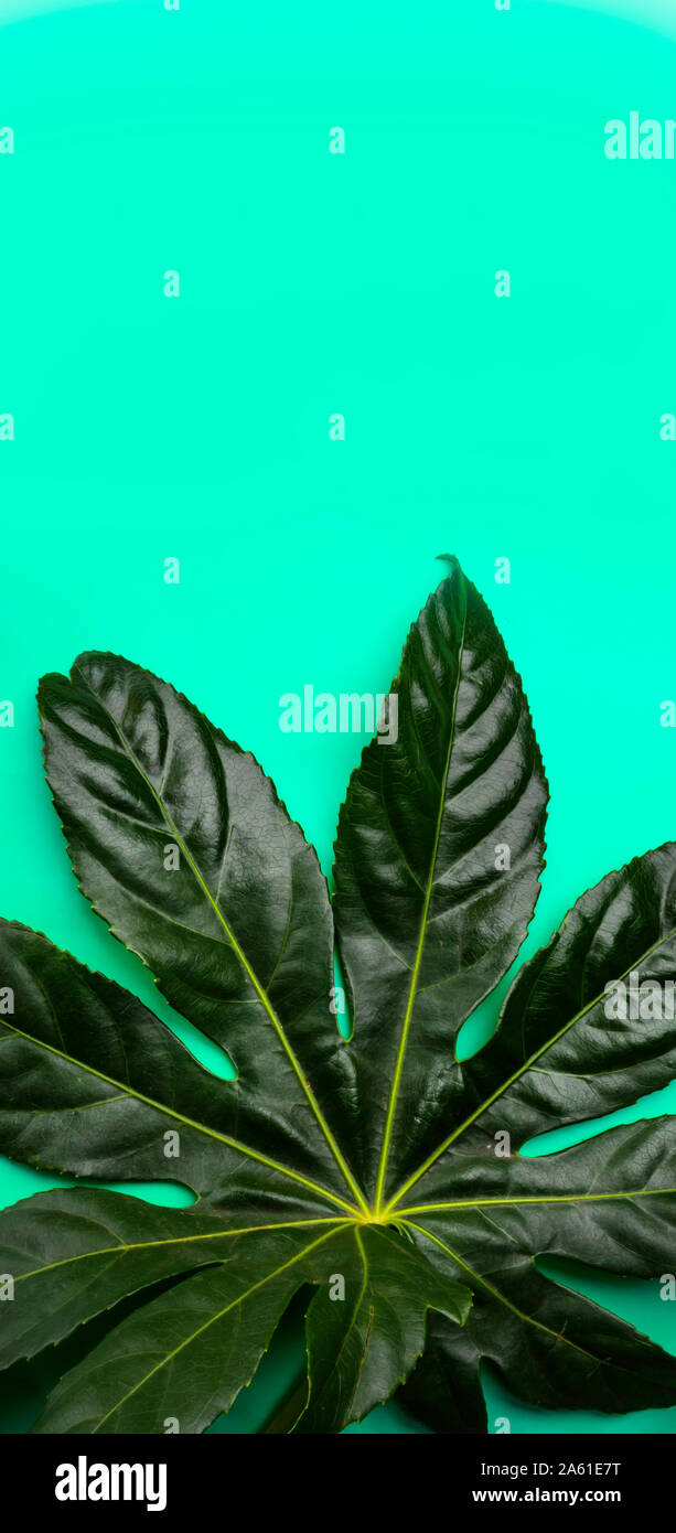 tropical palm leaf on mint color background minimal concept. top view ...