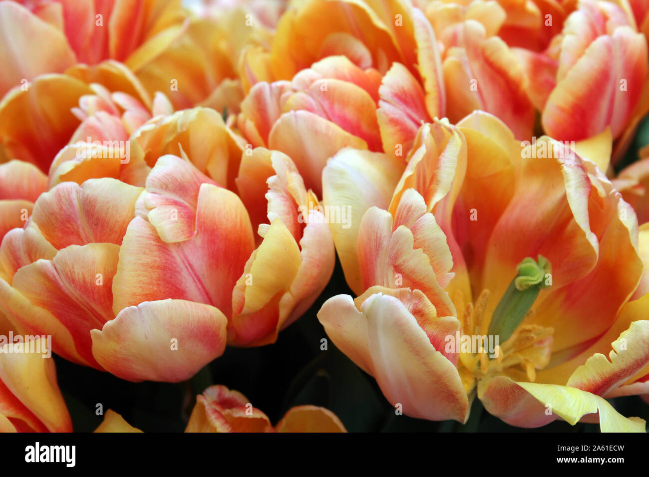 A close up of a cluster of orange and yellow Foxy Foxtrot Tulips in ...
