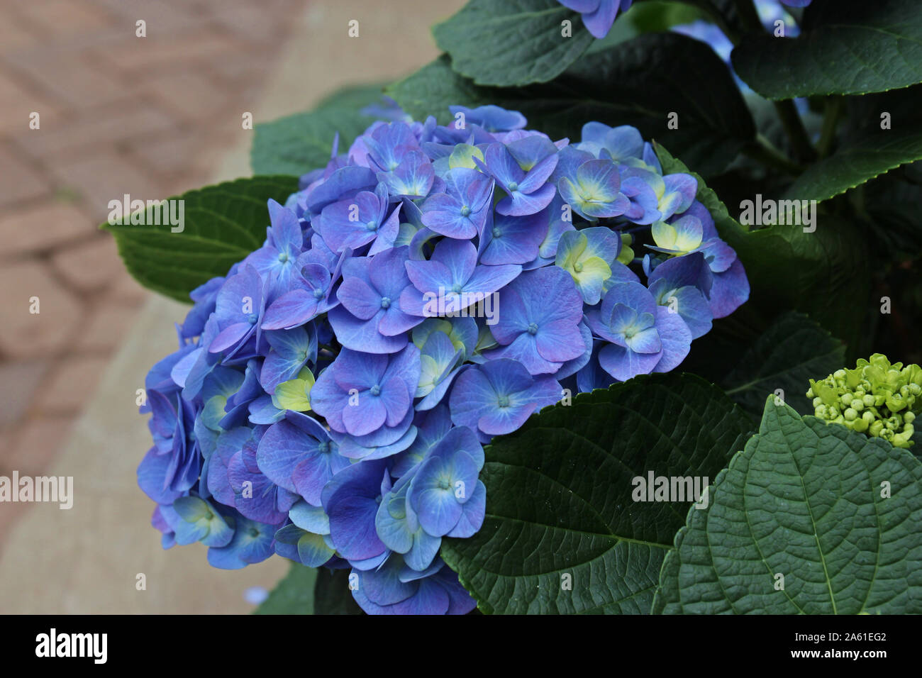 Beautiful shot blue hydrangea flowers hi-res stock photography and ...