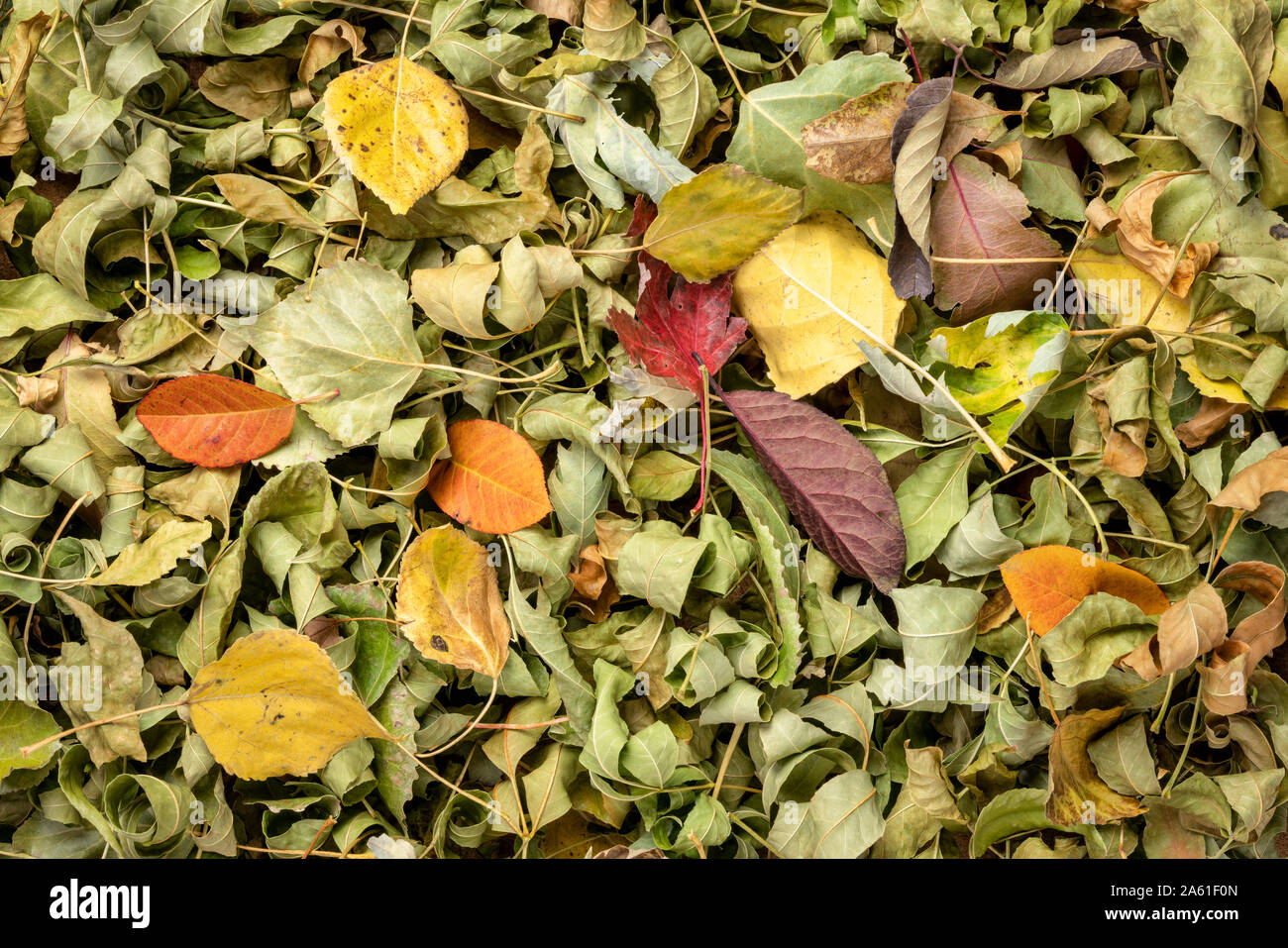 Colorful fall dry leaves background and texture - top view Stock Photo ...