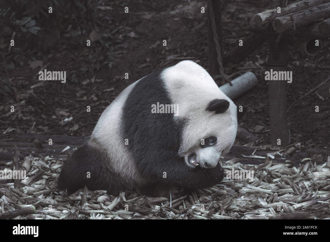 The portrait of the Giant panda. Big fat lazy Giant panda eats bamboo ...