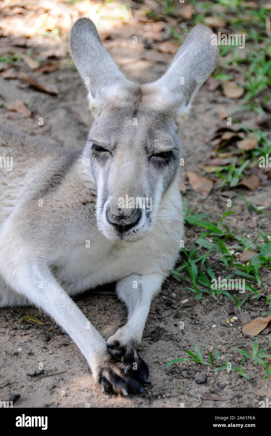 A Red Kangaroo at the Australian Zoo in Queensland, Australia Stock ...