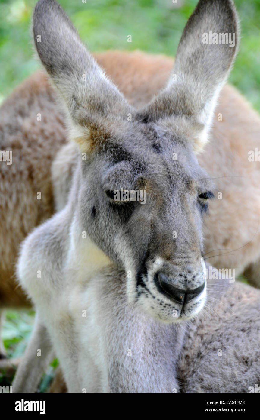 A Red Kangaroo at the Australian Zoo in Queensland, Australia Stock ...