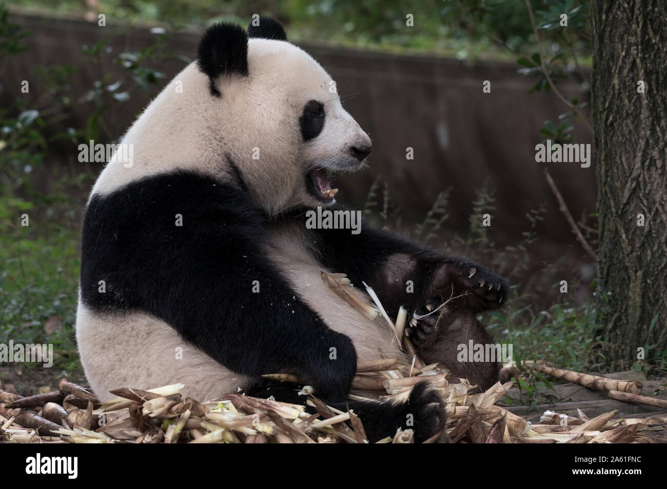 Fat Lazy Panda Bear Divertidos Pandas Que Bailan En TikTok
