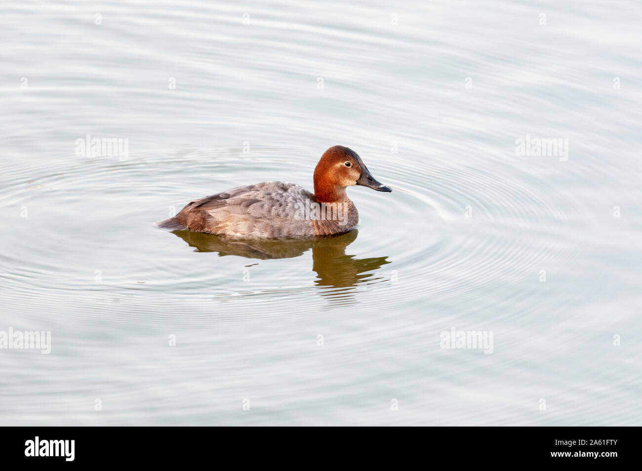 Common Pochard Female seent at Lakhota Lake near Jamnagar,Gujarat,India ...