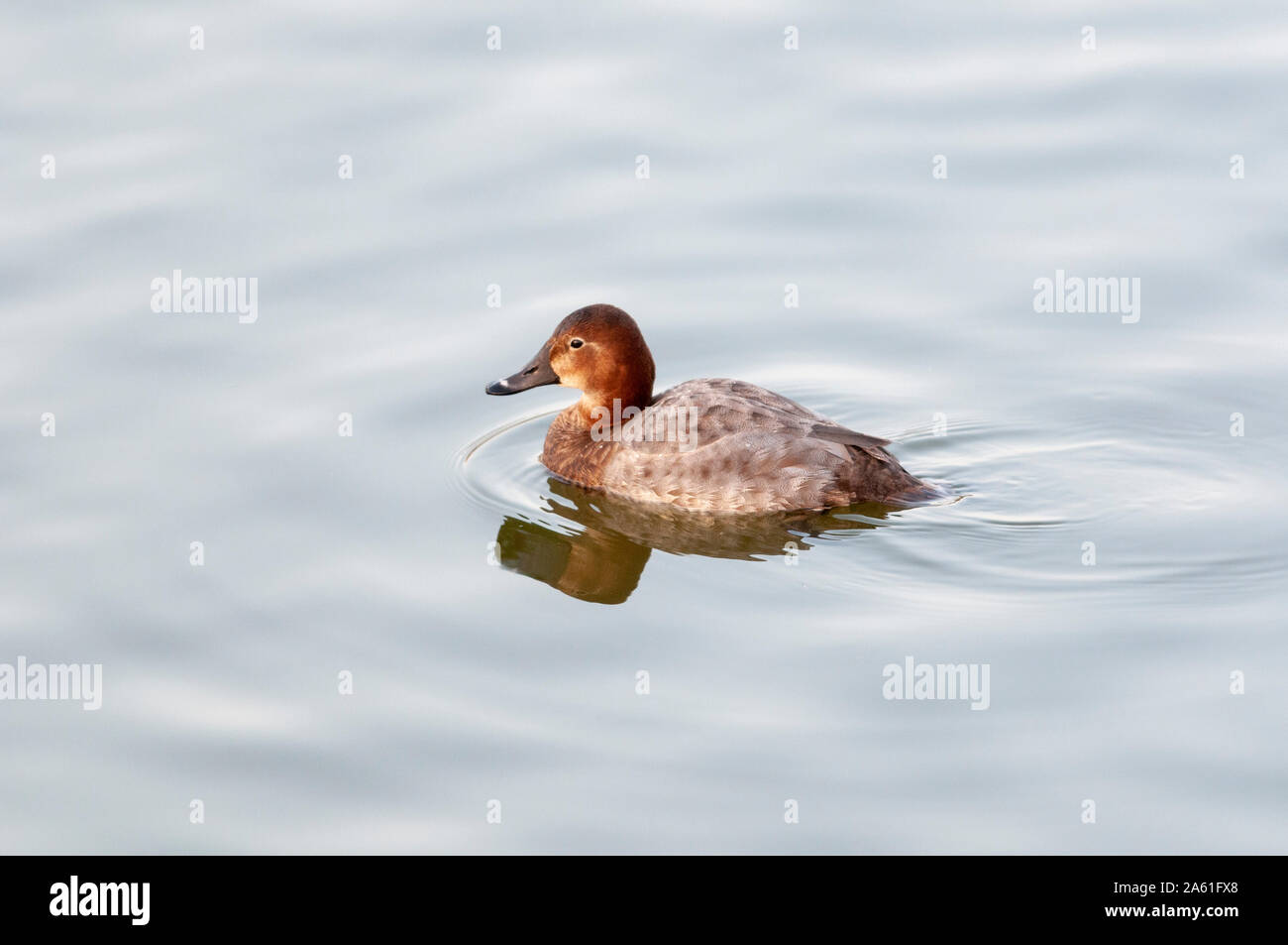 Common Pochard Female seent at Lakhota Lake near Jamnagar,Gujarat,India ...