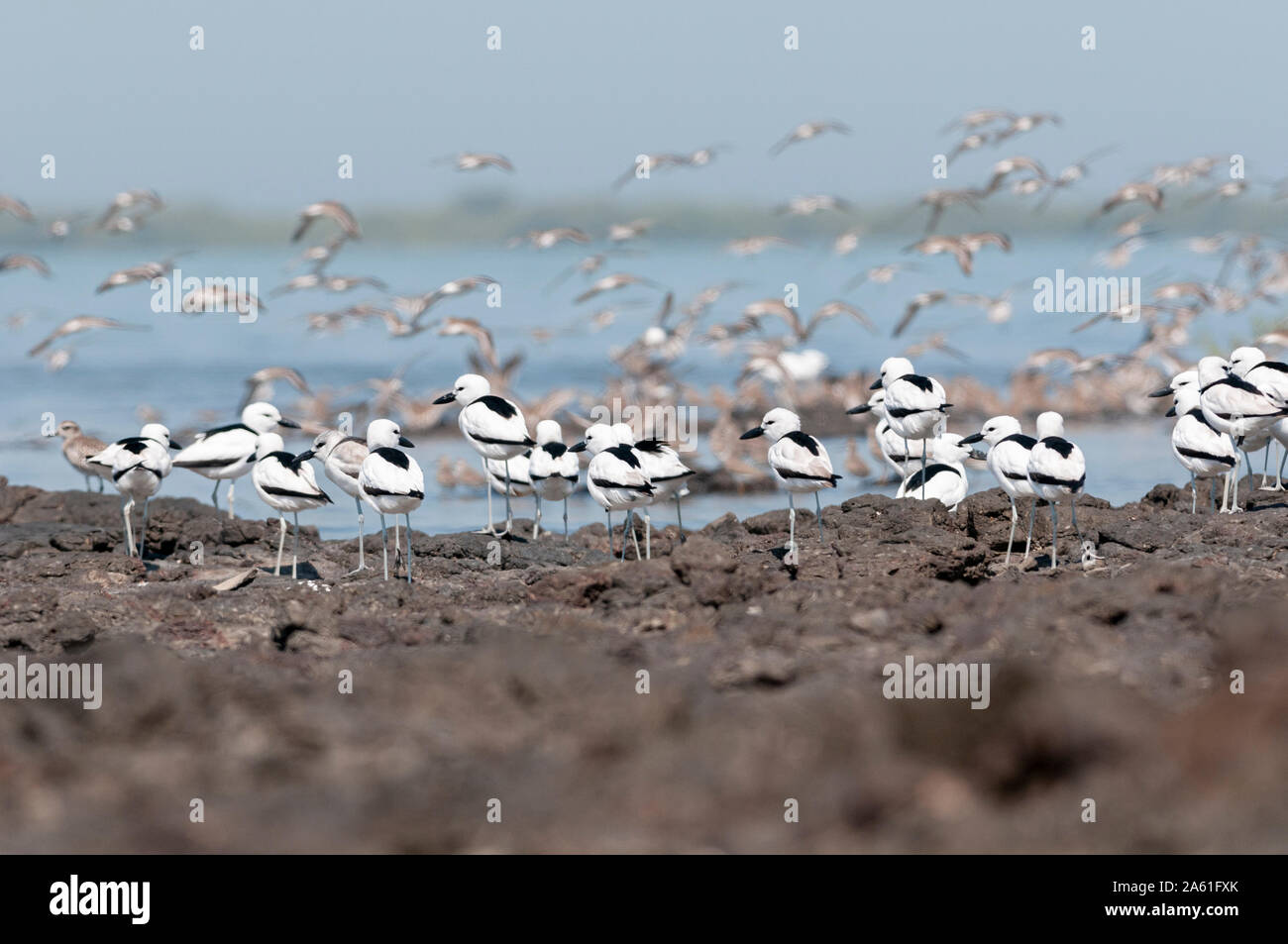 Crab Plover Pack feeding at Narara Beach near Jamnagar,Gujarat,India ...