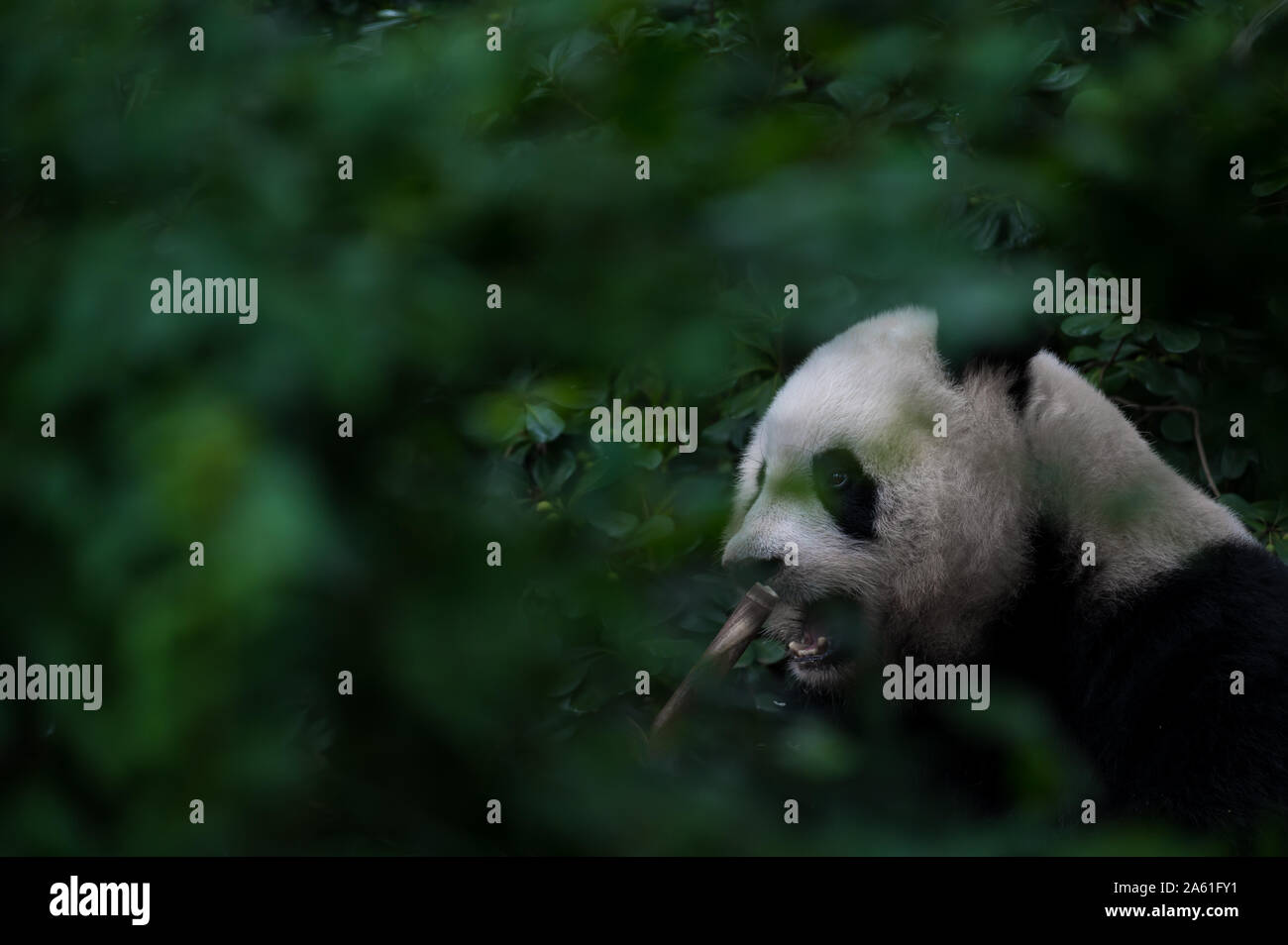 Big fat lazy Giant panda eats bamboo in the forest. View through the ...