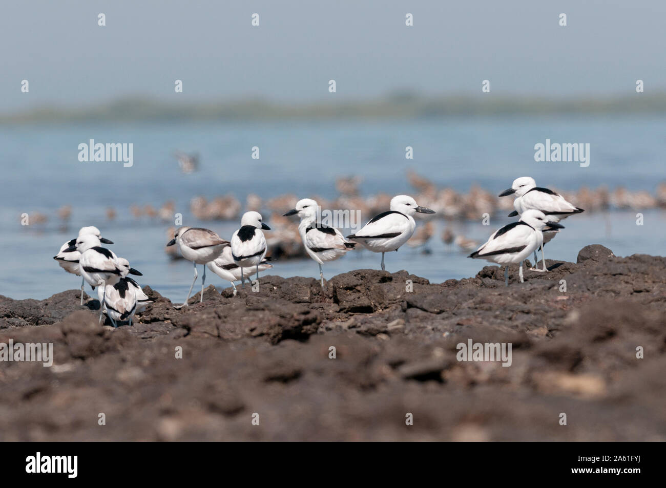 Crab Plover Pack feeding at Narara Beach near Jamnagar,Gujarat,India ...