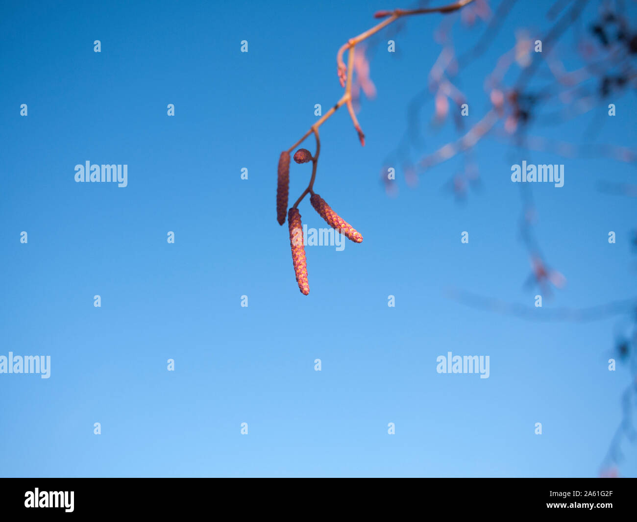 Winter catkins of Golden alder (Alnus incana 'Aurea') street tree ...
