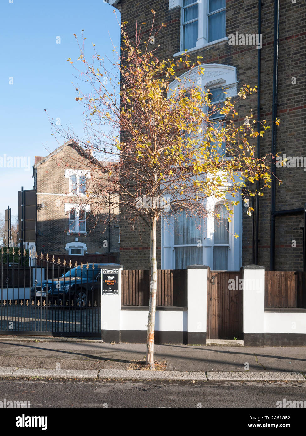 Golden alder (Alnus incana 'Aurea') street tree, Finsbury Park, London ...