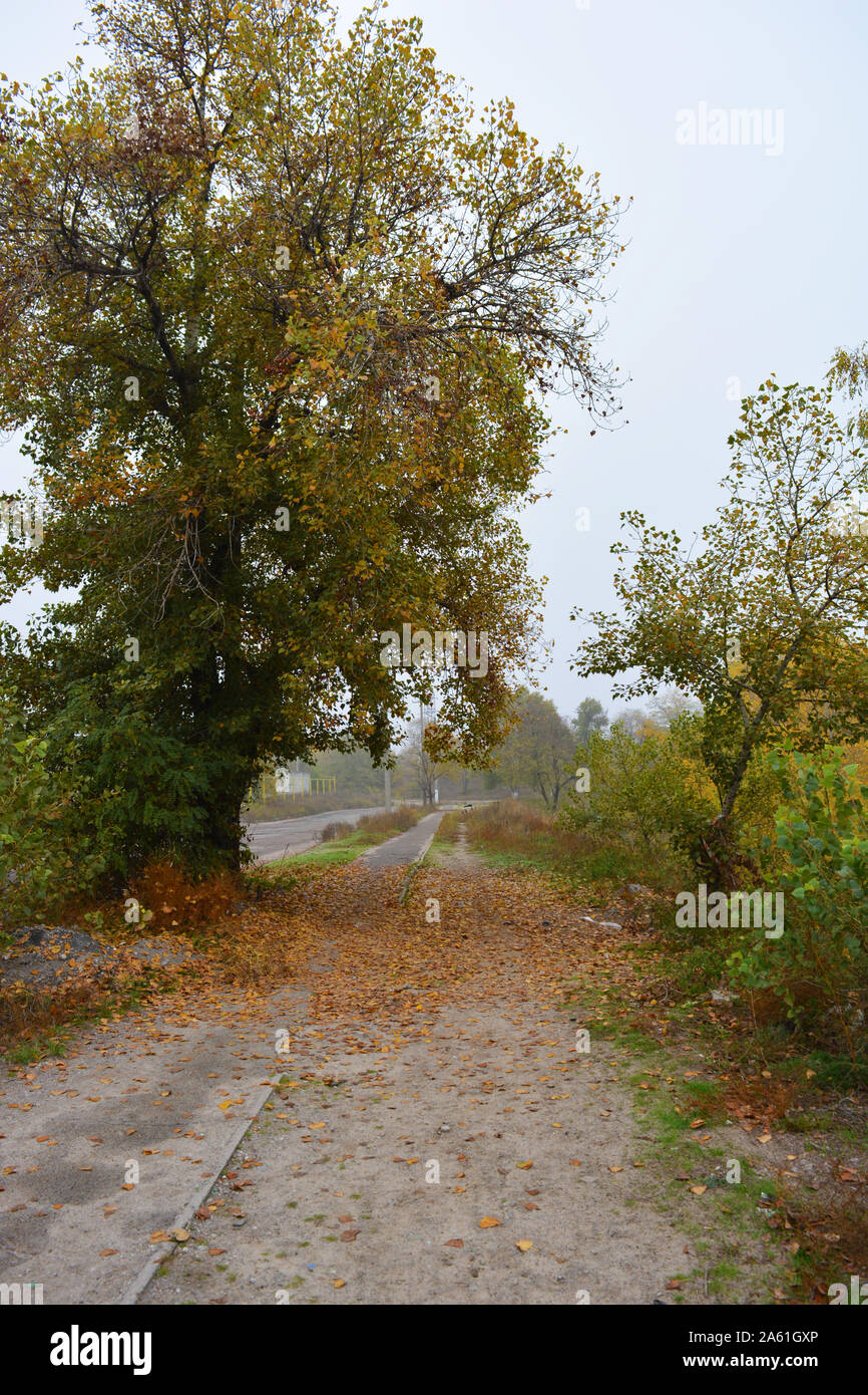 Bright autumn nature with yellow leaves and green trees are located ...