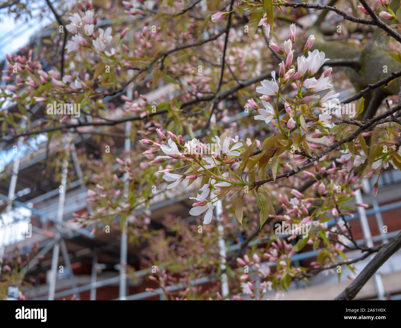 Amelanchier robin hill hi-res stock photography and images - Alamy