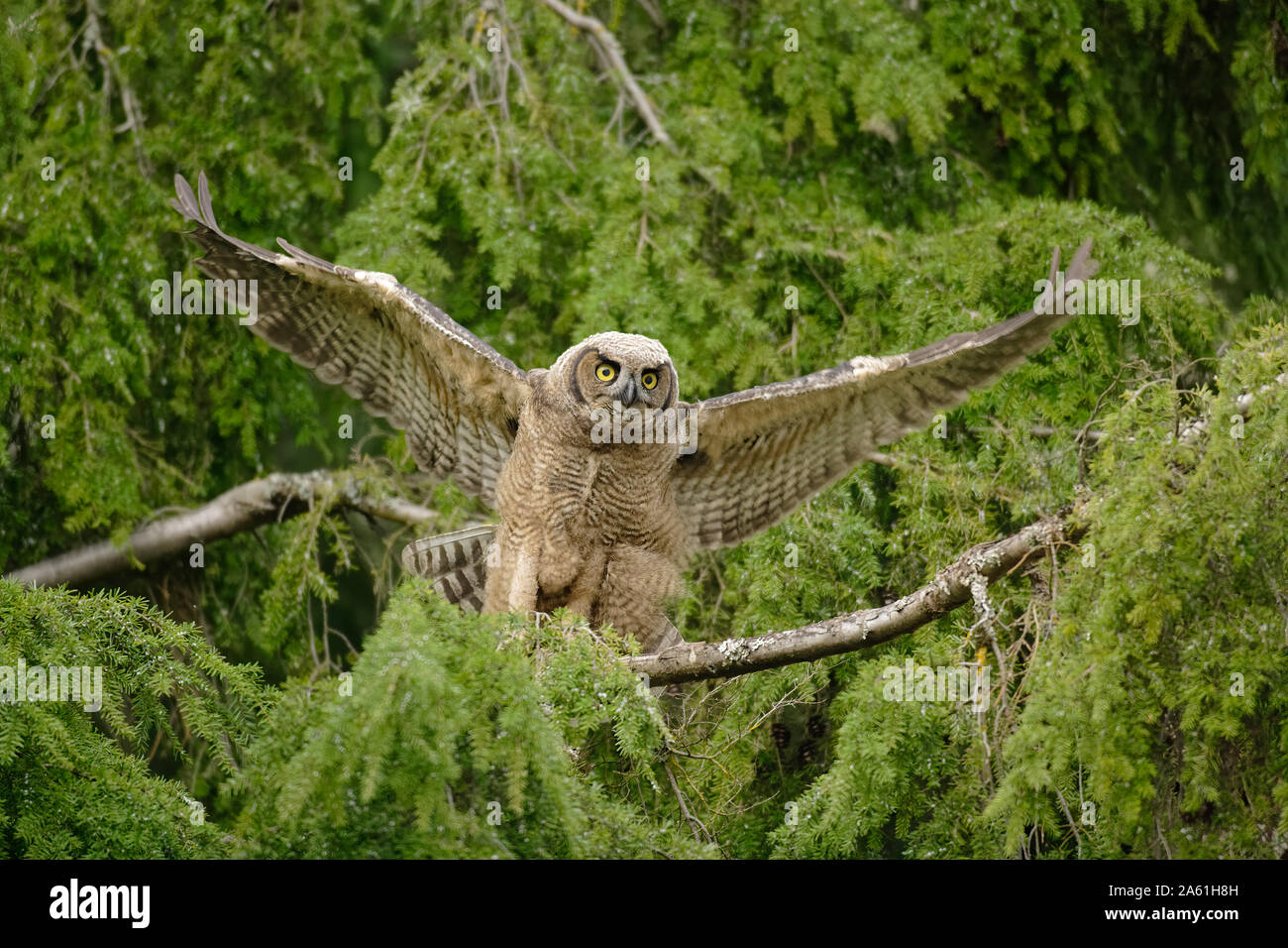 Vancouver owl hi-res stock photography and images - Alamy