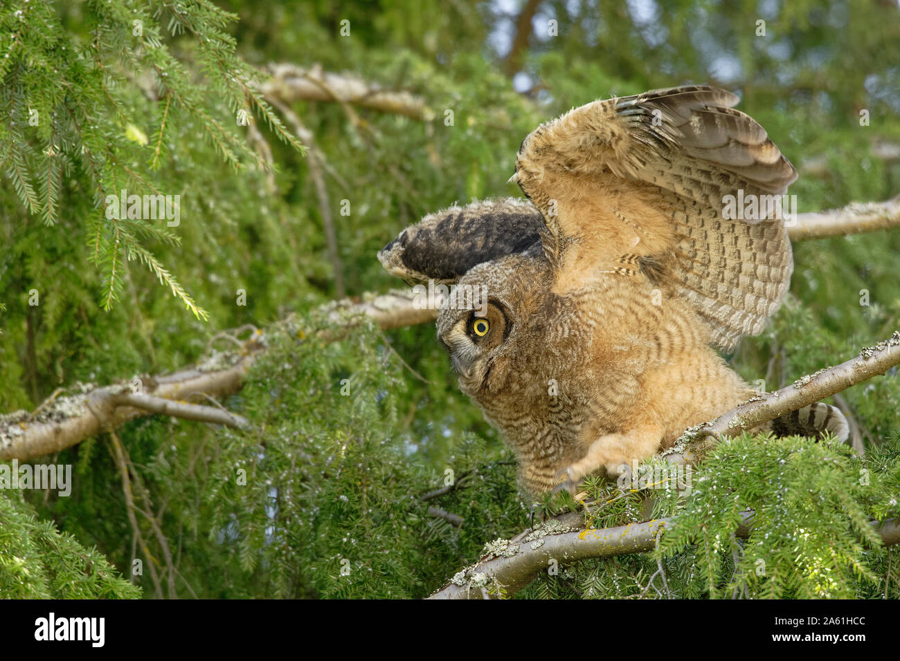 Young Great Horned Owl