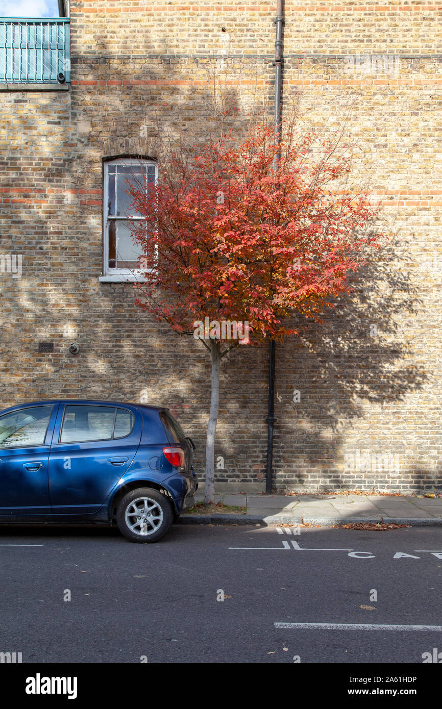 Juneberry or snowy mespil (Amelanchier) street tree in London Stock ...