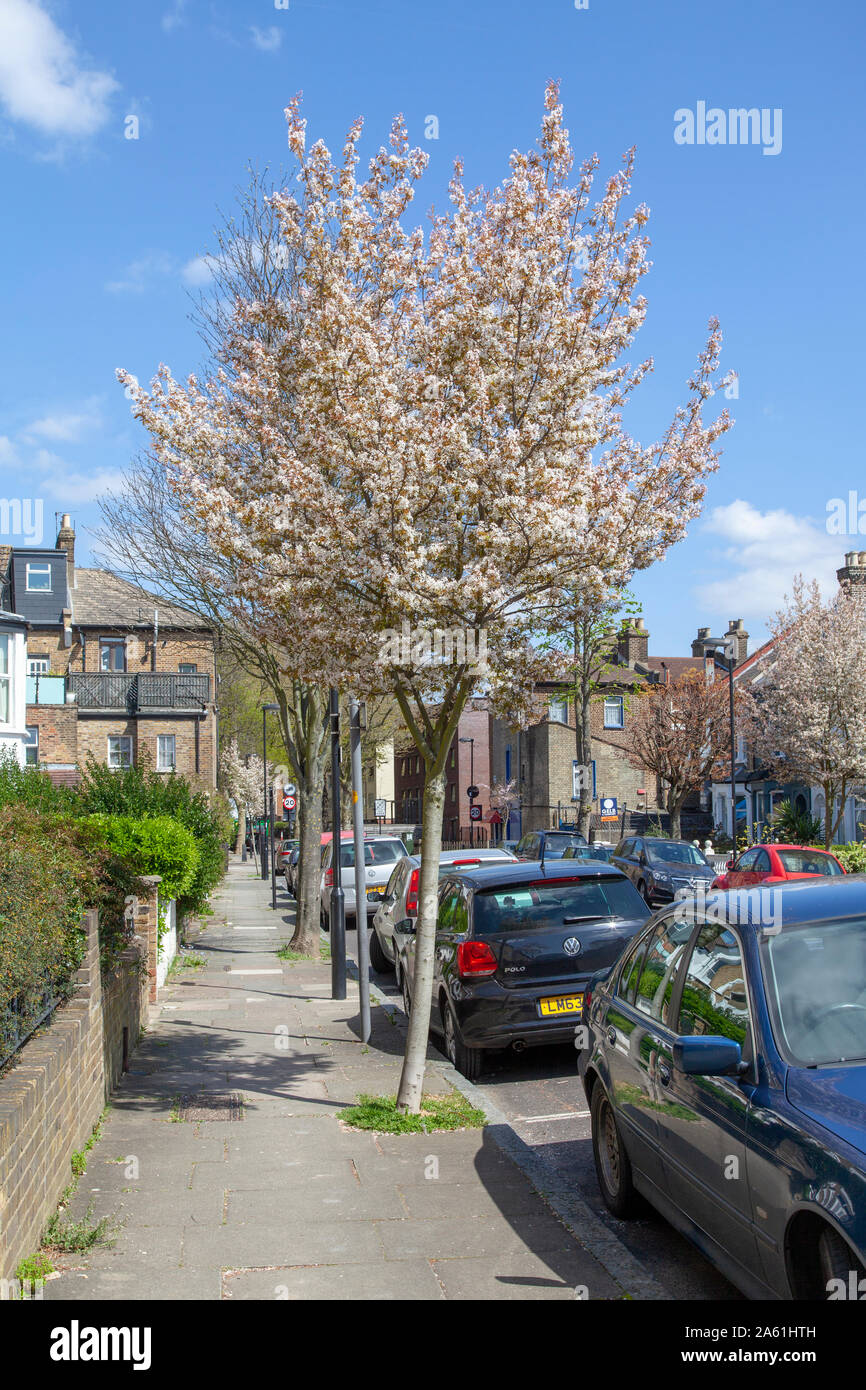 Flowering Juneberry or snowy mespil (Amelanchier) street tree in London ...