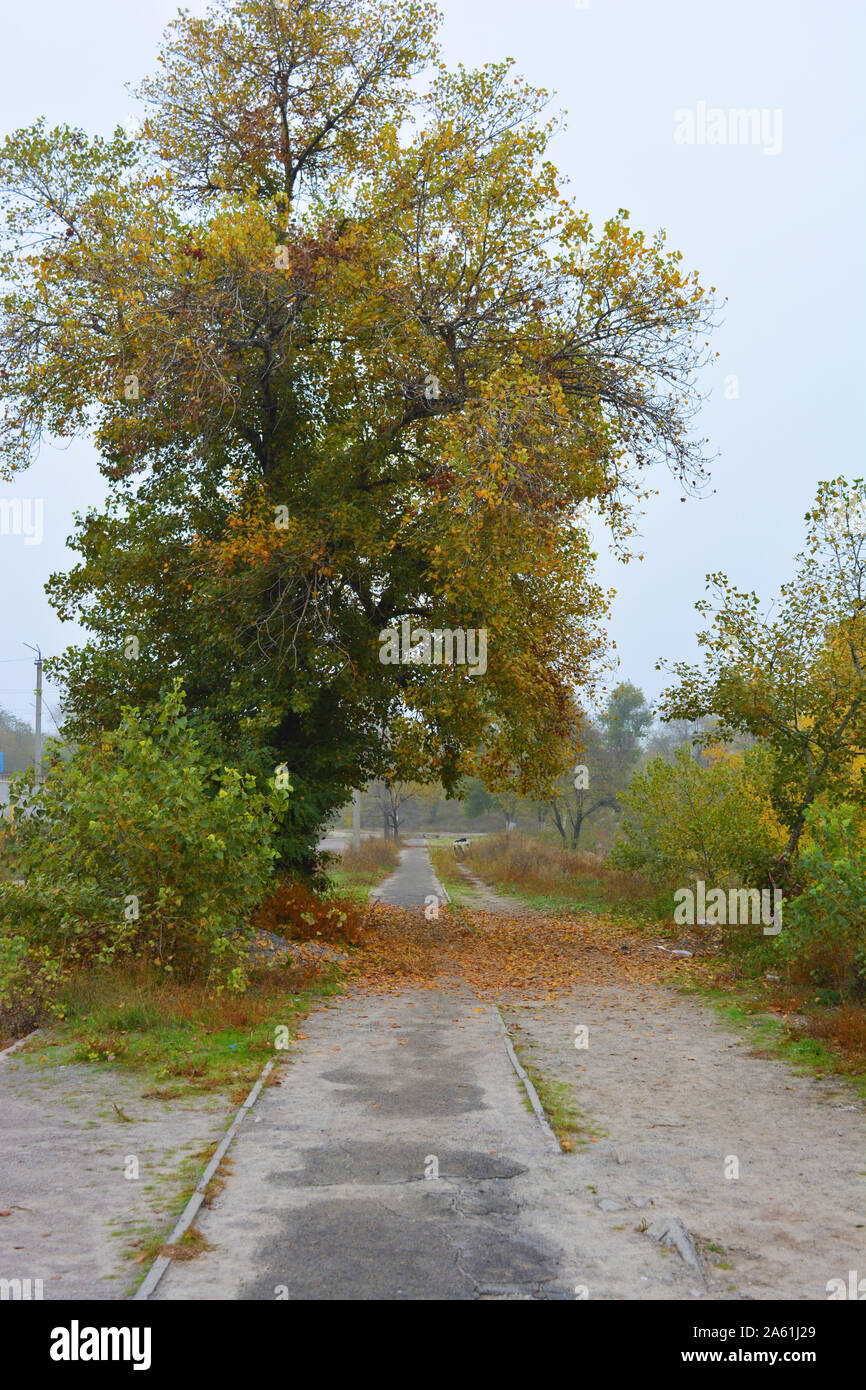 Bright autumn nature with yellow leaves and green trees are located ...