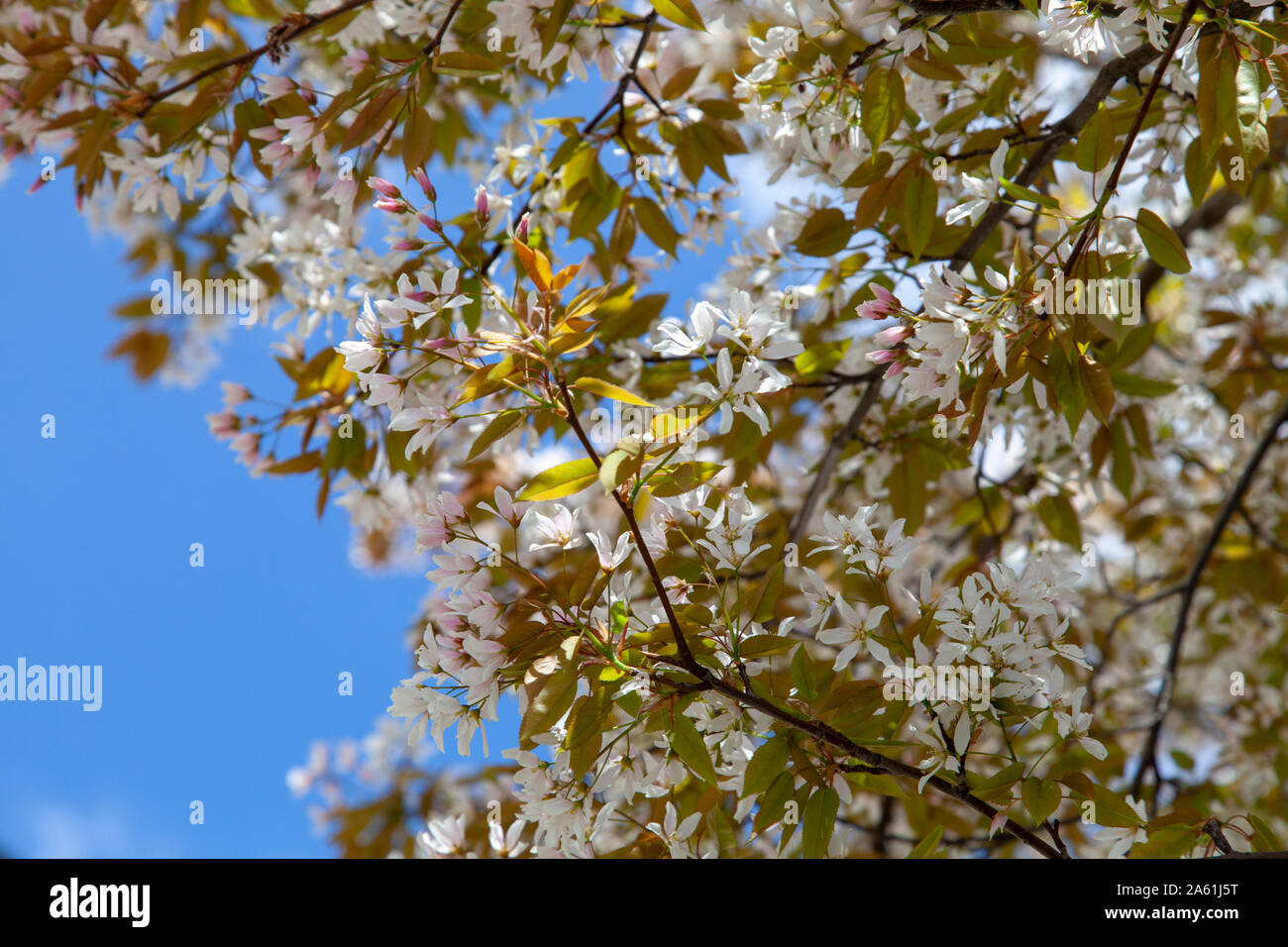 Blossom and new leaves of a Juneberry or snowy mespil (Amelanchier ...