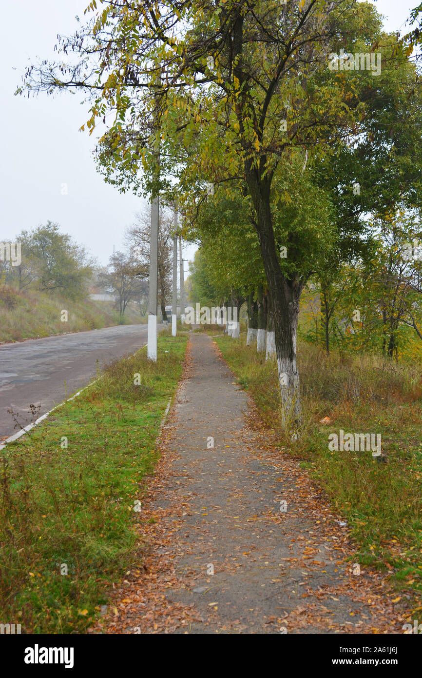 Bright autumn nature with yellow leaves and green trees are located ...