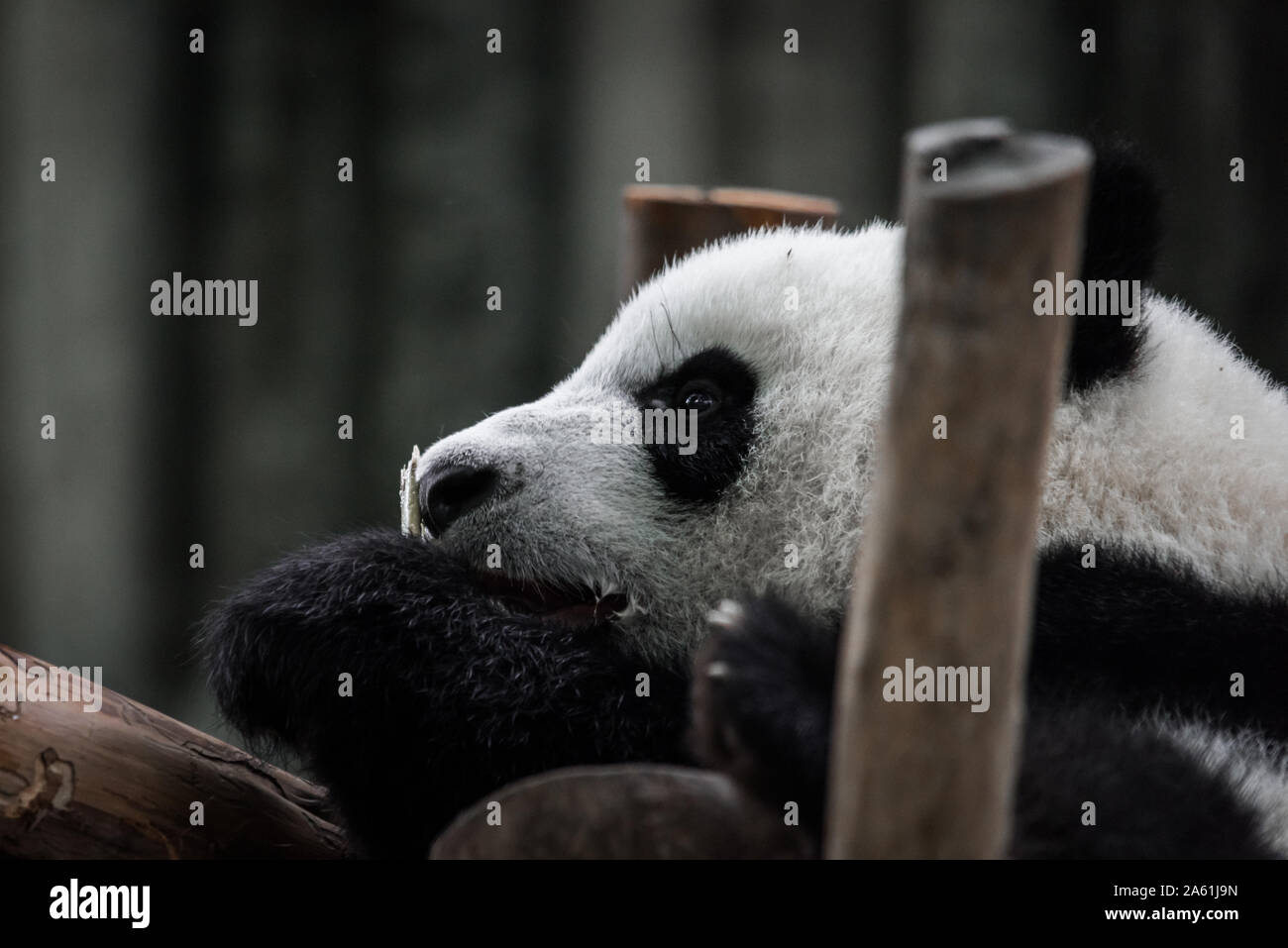 The portrait of the Giant panda. Big fat lazy Giant panda eats bamboo ...