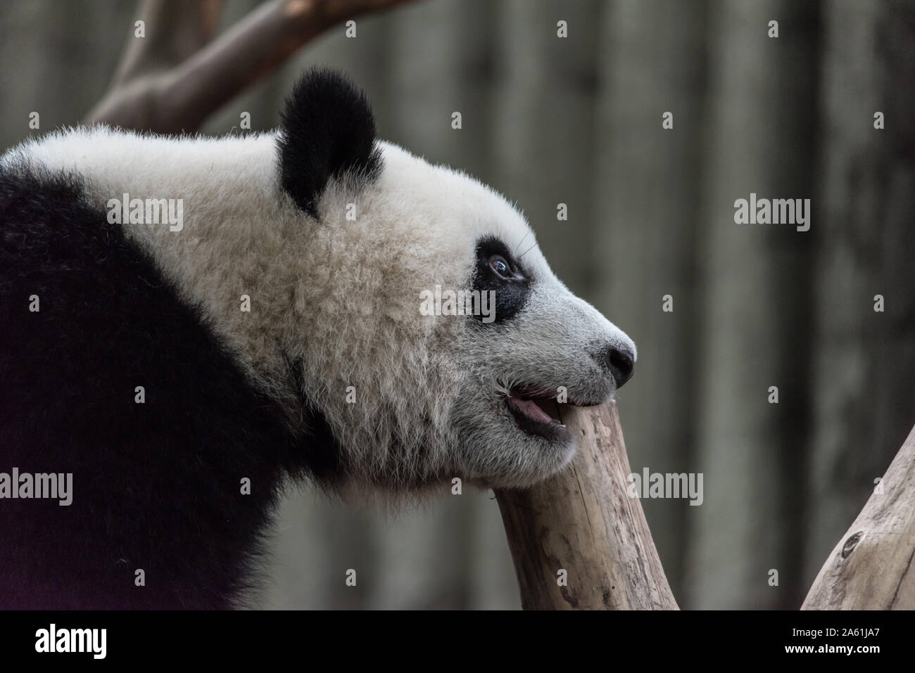 The portrait of the Giant panda. Big fat lazy Giant panda eats bamboo ...