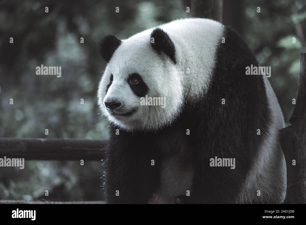 The portrait of the Giant panda. Big fat lazy Giant panda eats bamboo ...