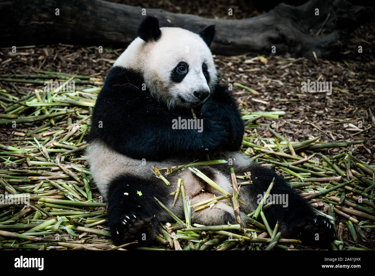 The portrait of the Giant panda. Big fat lazy Giant panda eats bamboo ...