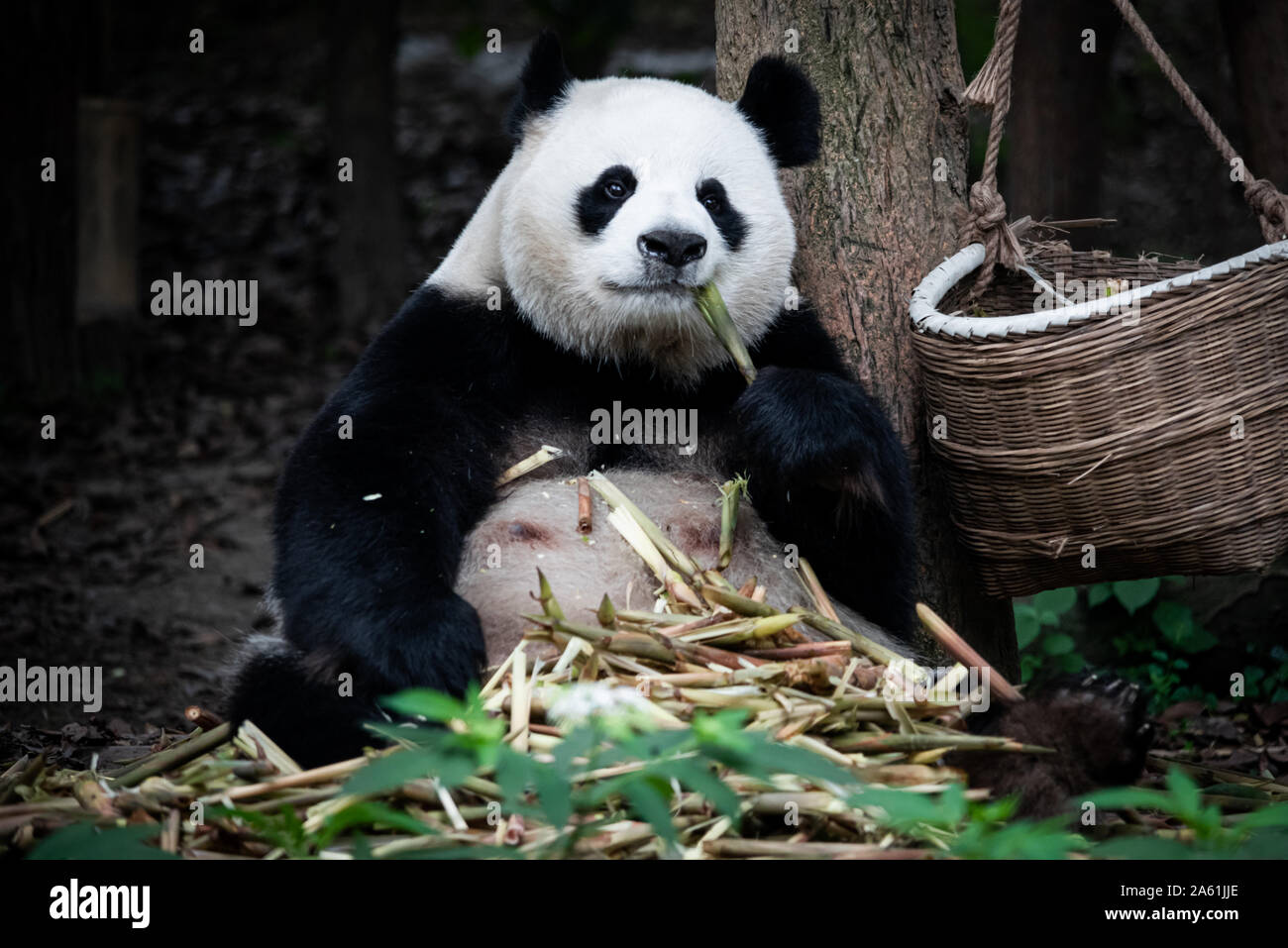 The portrait of lazy big fat Giant panda is eating bamboo from the ...