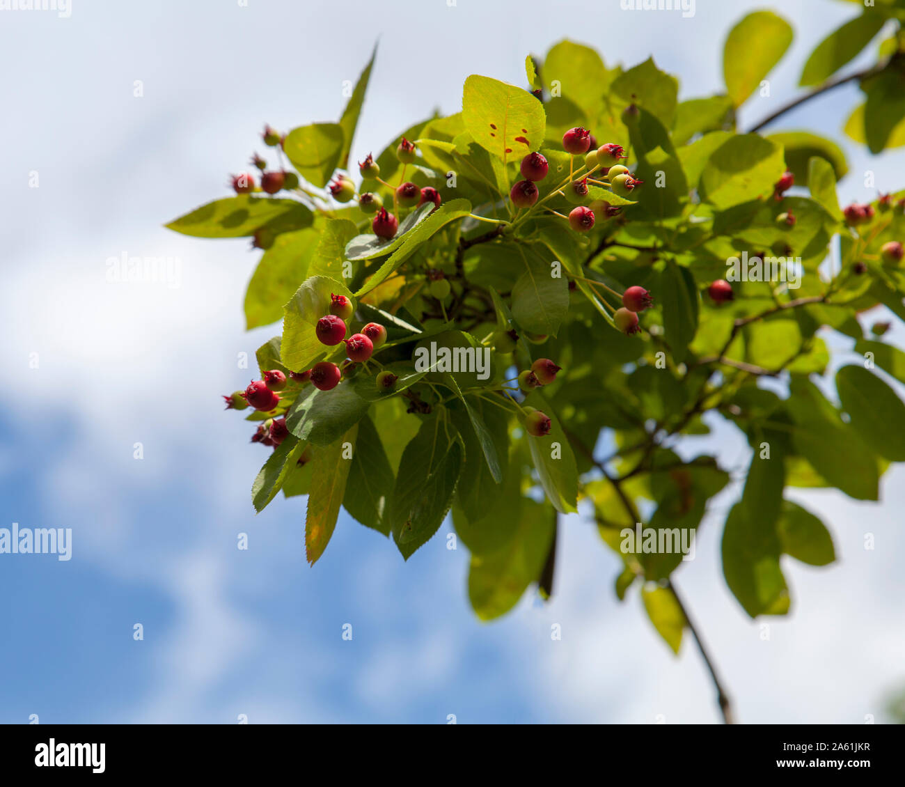 Ripe fruit and leaves of a Juneberry or snowy mespil (Amelanchier ...