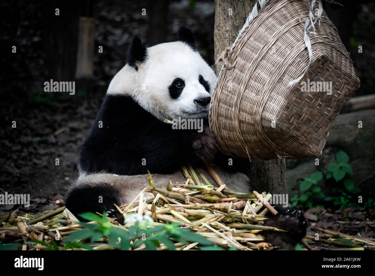 The portrait of lazy big fat Giant panda is eating bamboo from the ...
