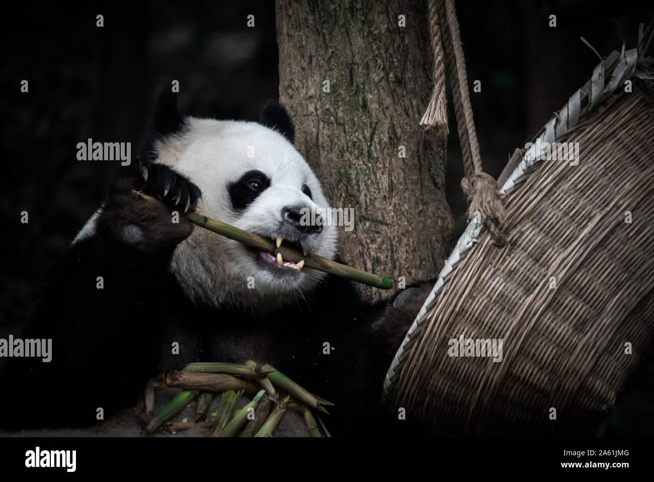 The portrait of lazy big fat Giant panda is eating bamboo from the ...