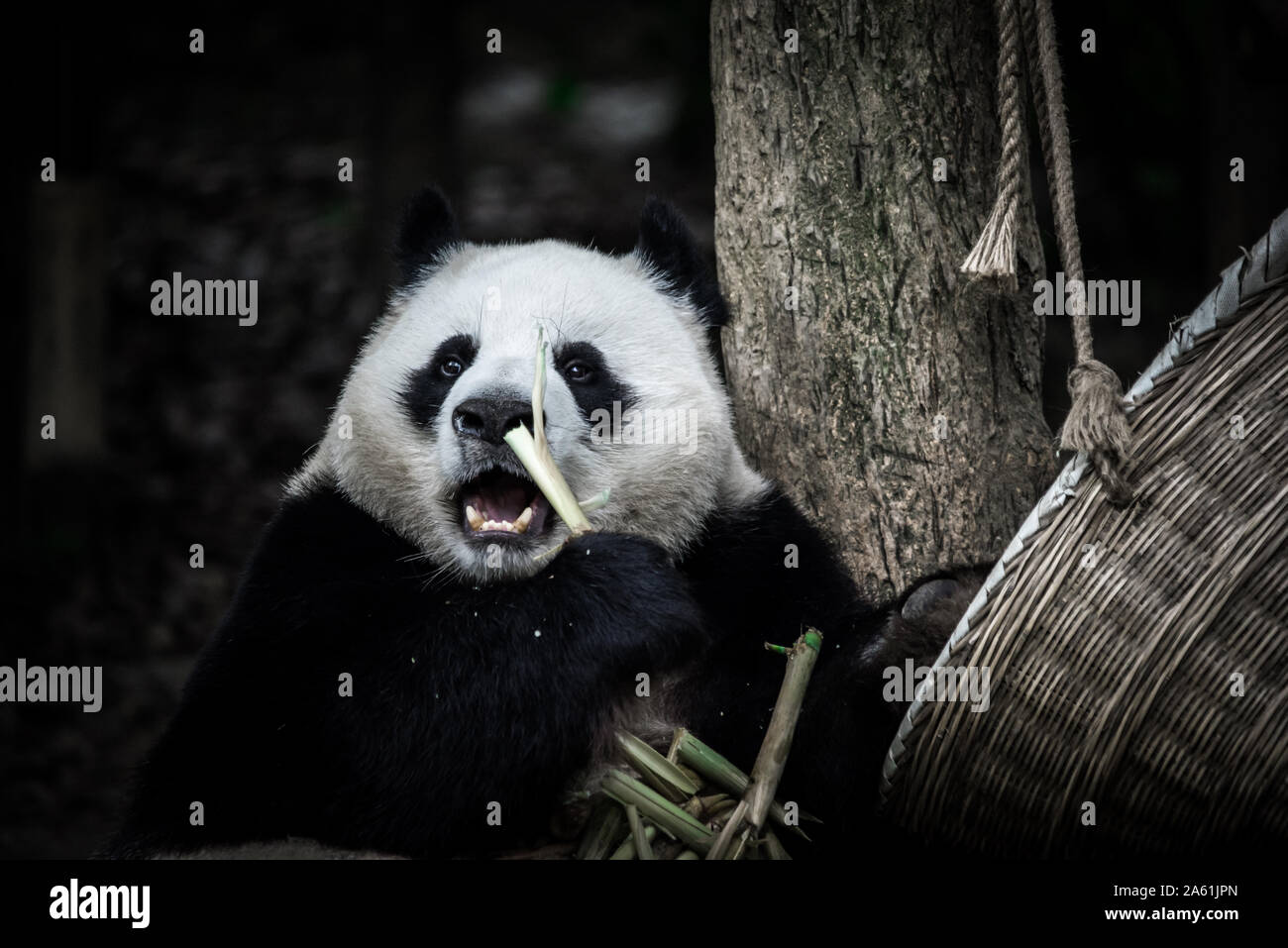 Giant panda eating bamboo cub hi-res stock photography and images - Alamy