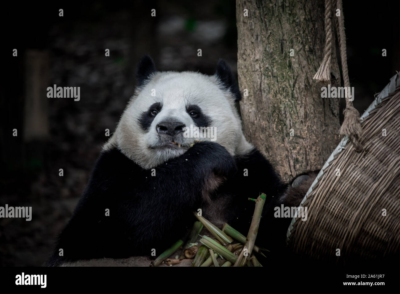 The portrait of lazy big fat Giant panda is eating bamboo from the ...