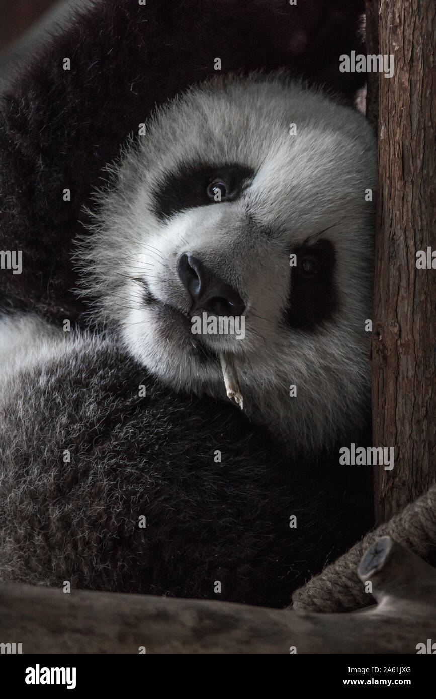 The portrait of the Giant panda. Big fat lazy Giant panda eats bamboo ...