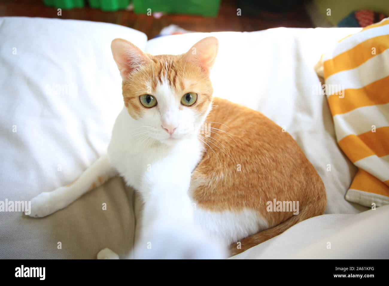 ginger cat act cute Stock Photo - Alamy
