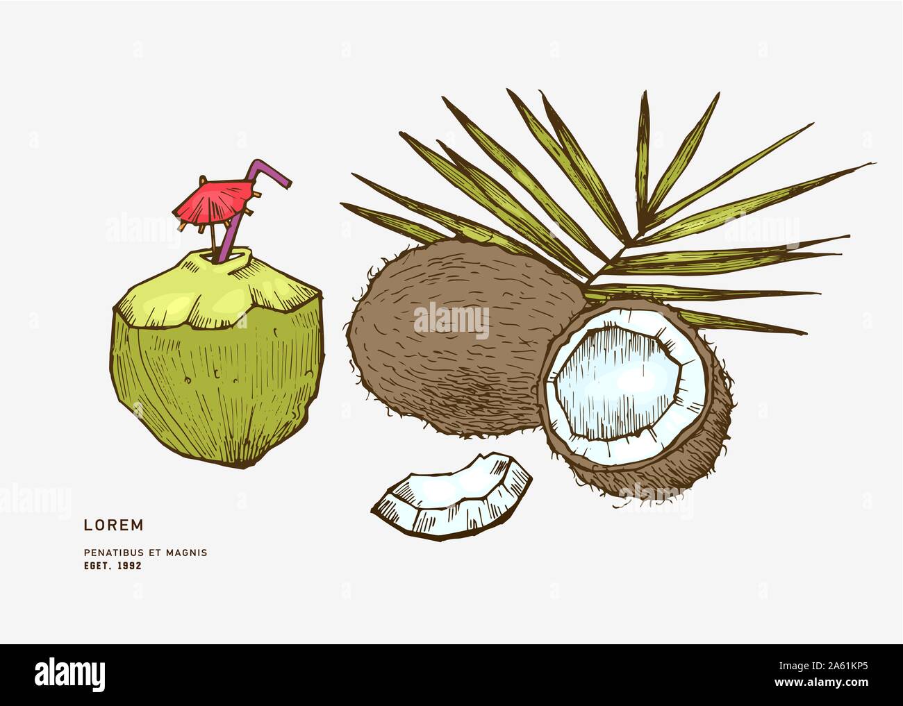 Sketch vector tropical food illustration. Coconut nut vintage design ...
