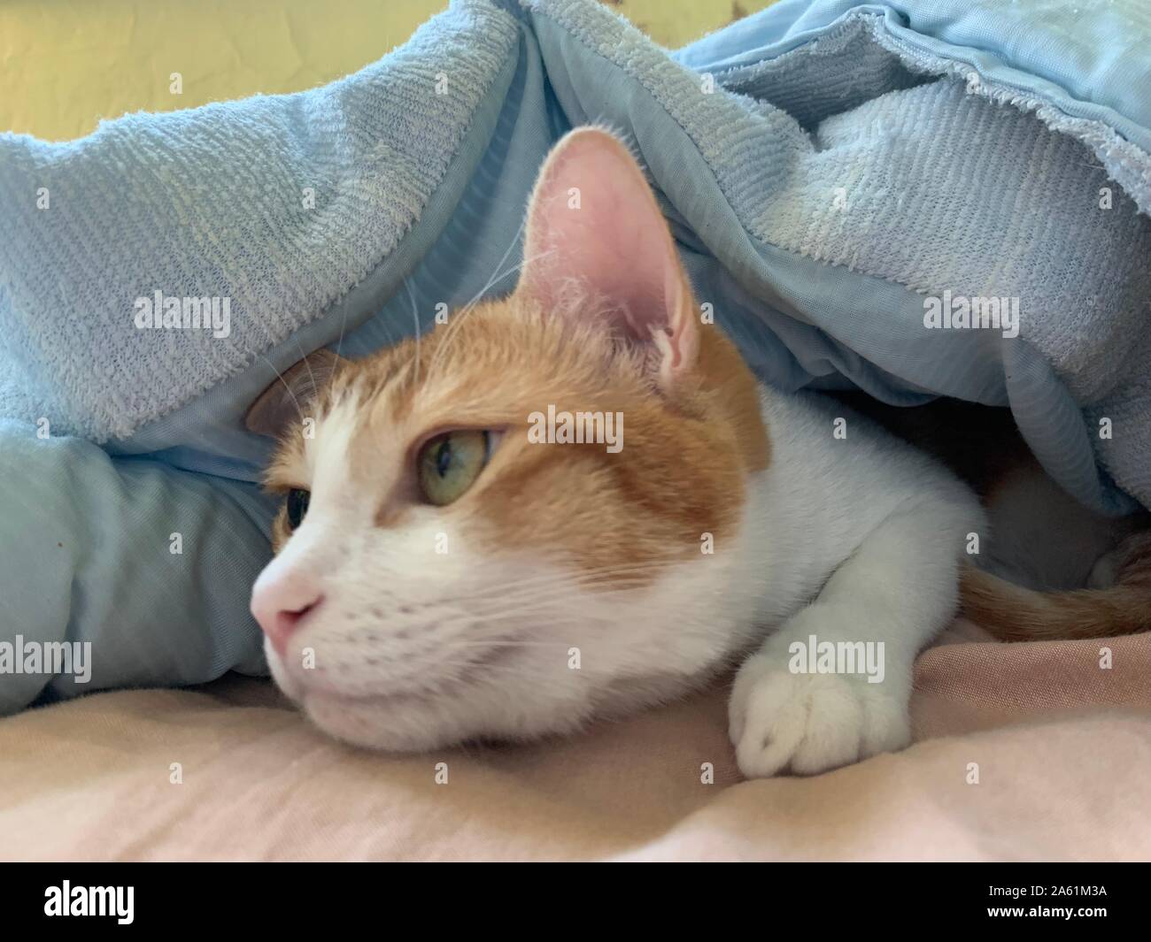 ginger cat in the domestic room Stock Photo - Alamy
