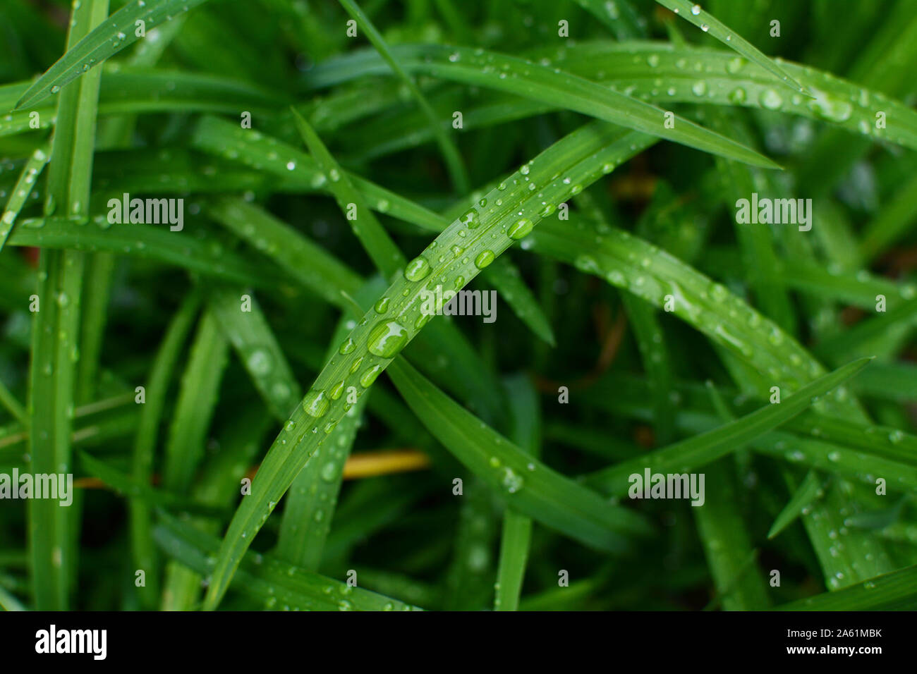 Deep lush green leaves hi-res stock photography and images - Alamy